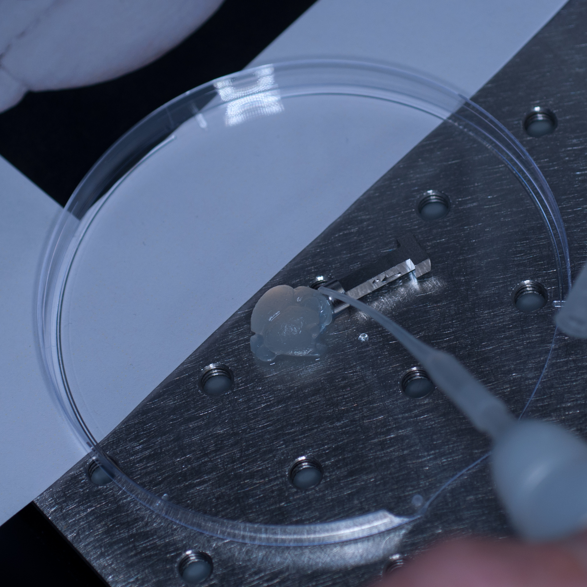 IN FOCUS: Imaging Cleared Tissues by Lightsheet Microscopy ...