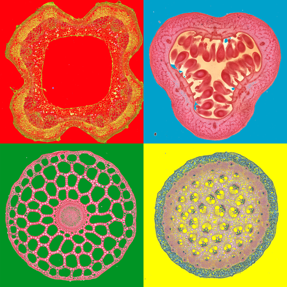 NEWS: State of the Art: An Update. | Bioimaging Hub News