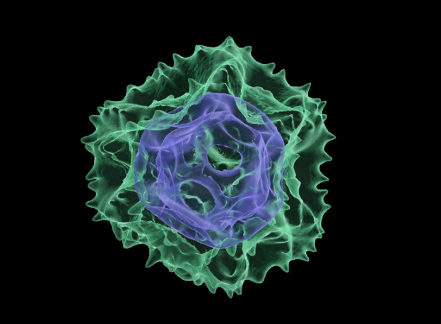 3D Pollen Library | Bioimaging Hub News